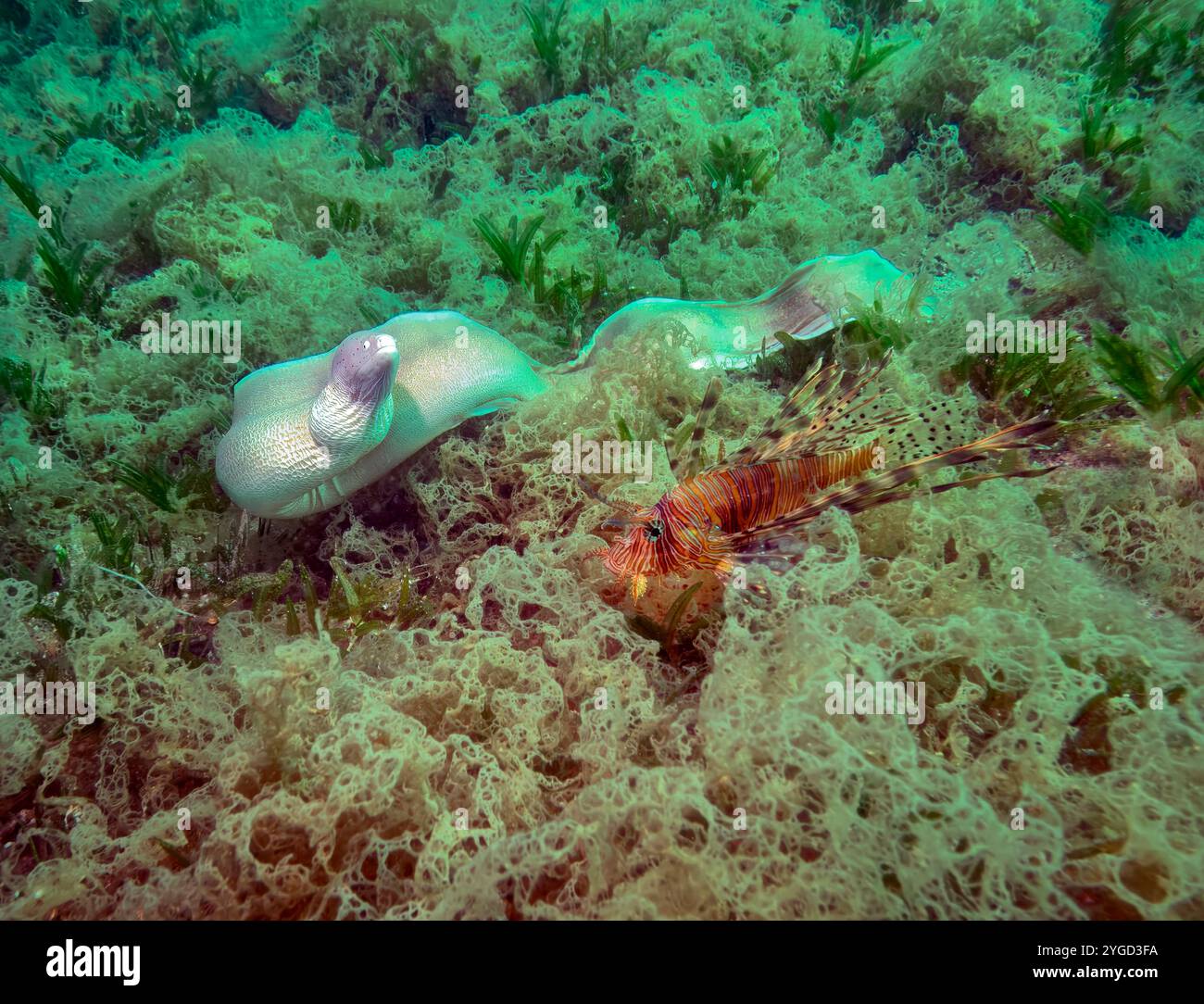 White moray eel, Geometric moray eel, Gymnothorax griseus, together ...