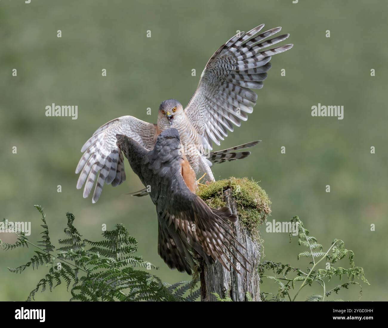 Male and Female Sparrowhawk, Accipiter nisus, disagreement, Scotland ...