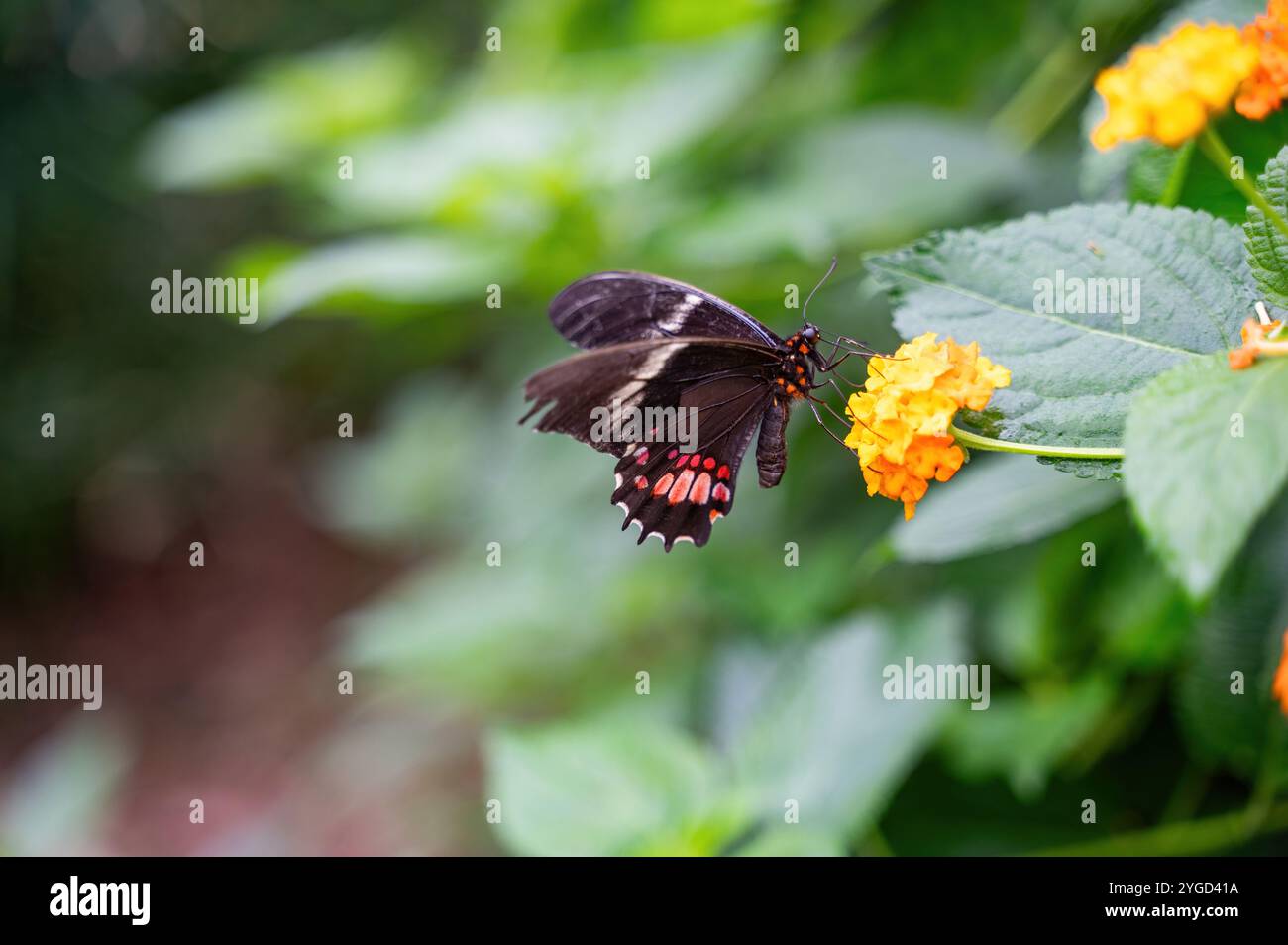 Ruby spotted swallowtail anchisiades hi-res stock photography and ...