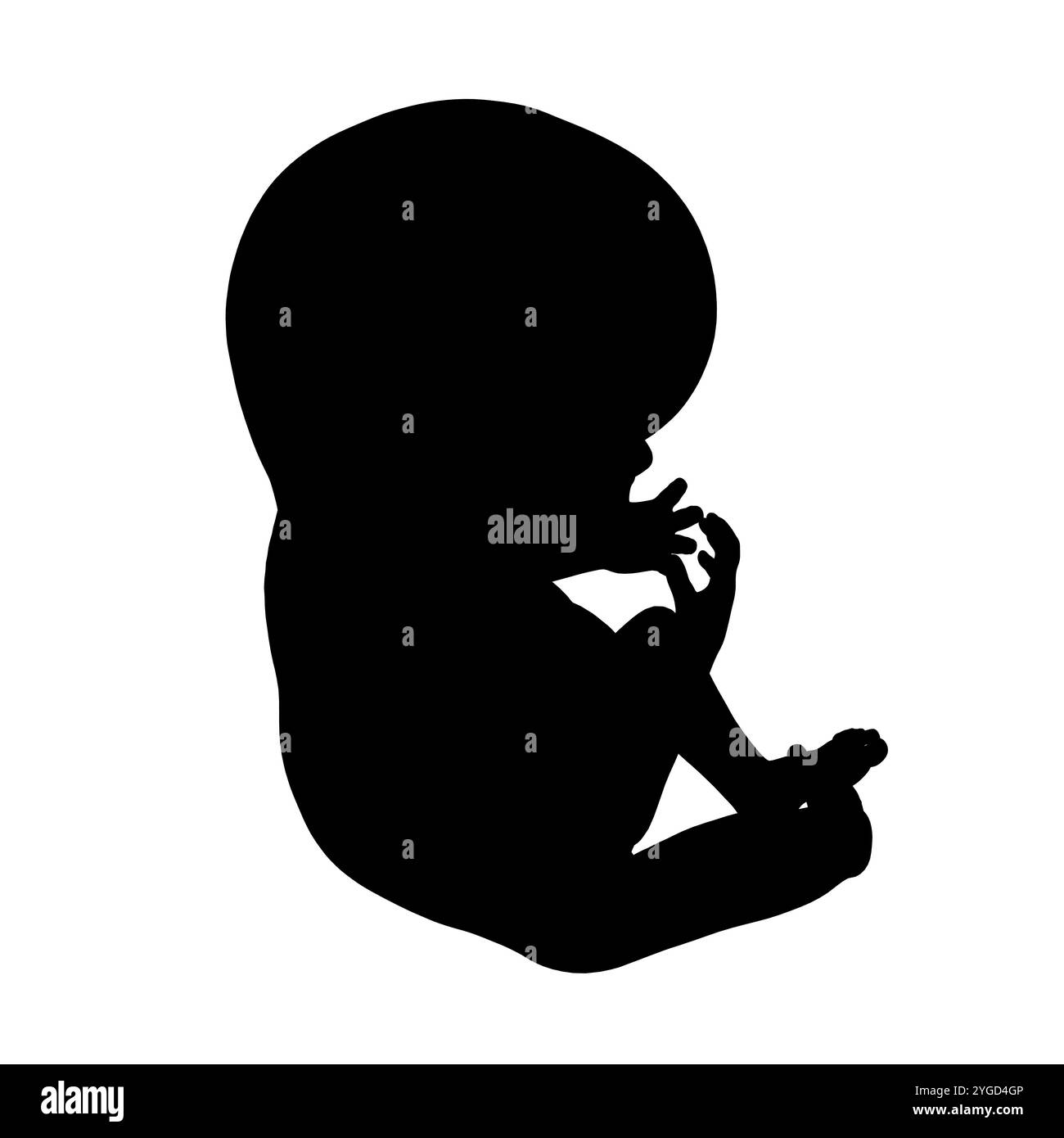 Fetus graphic icon silhouette. Embryo human silhouette sign isolated on ...