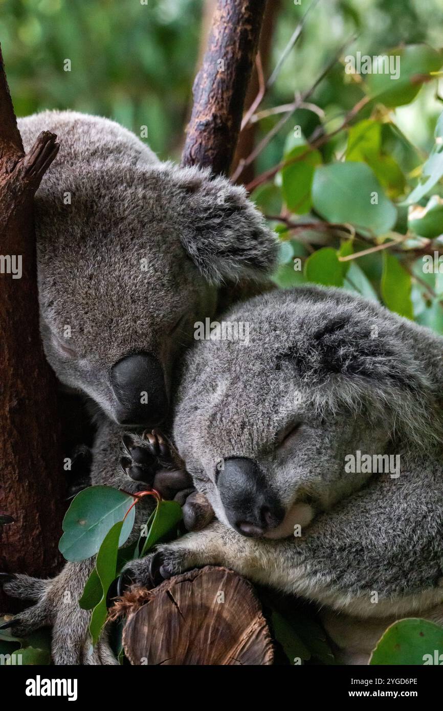 Alpha pair hi-res stock photography and images - Alamy