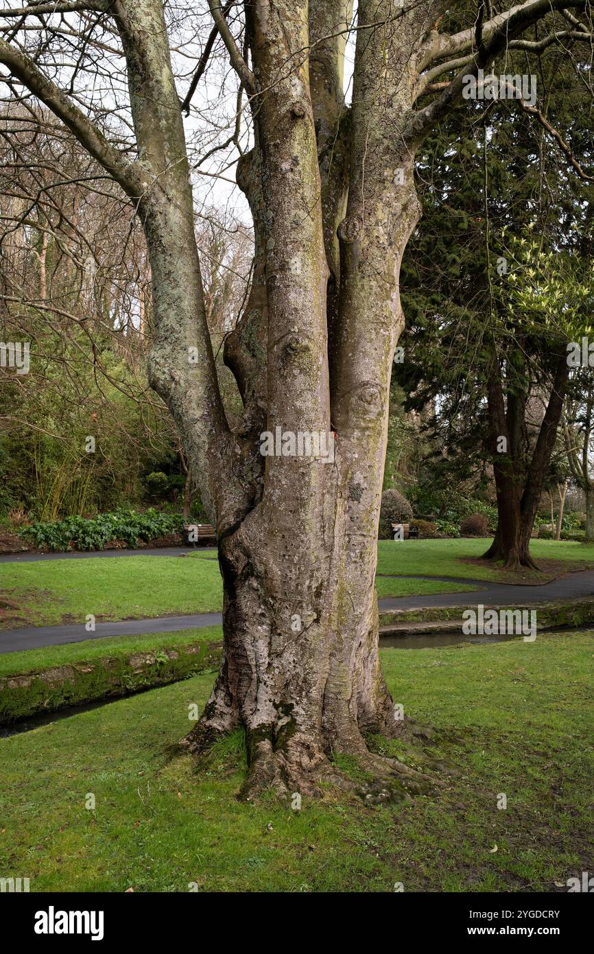 The trunk of a Copper Beech Fagus sylvatica f. purpurea tree in ...