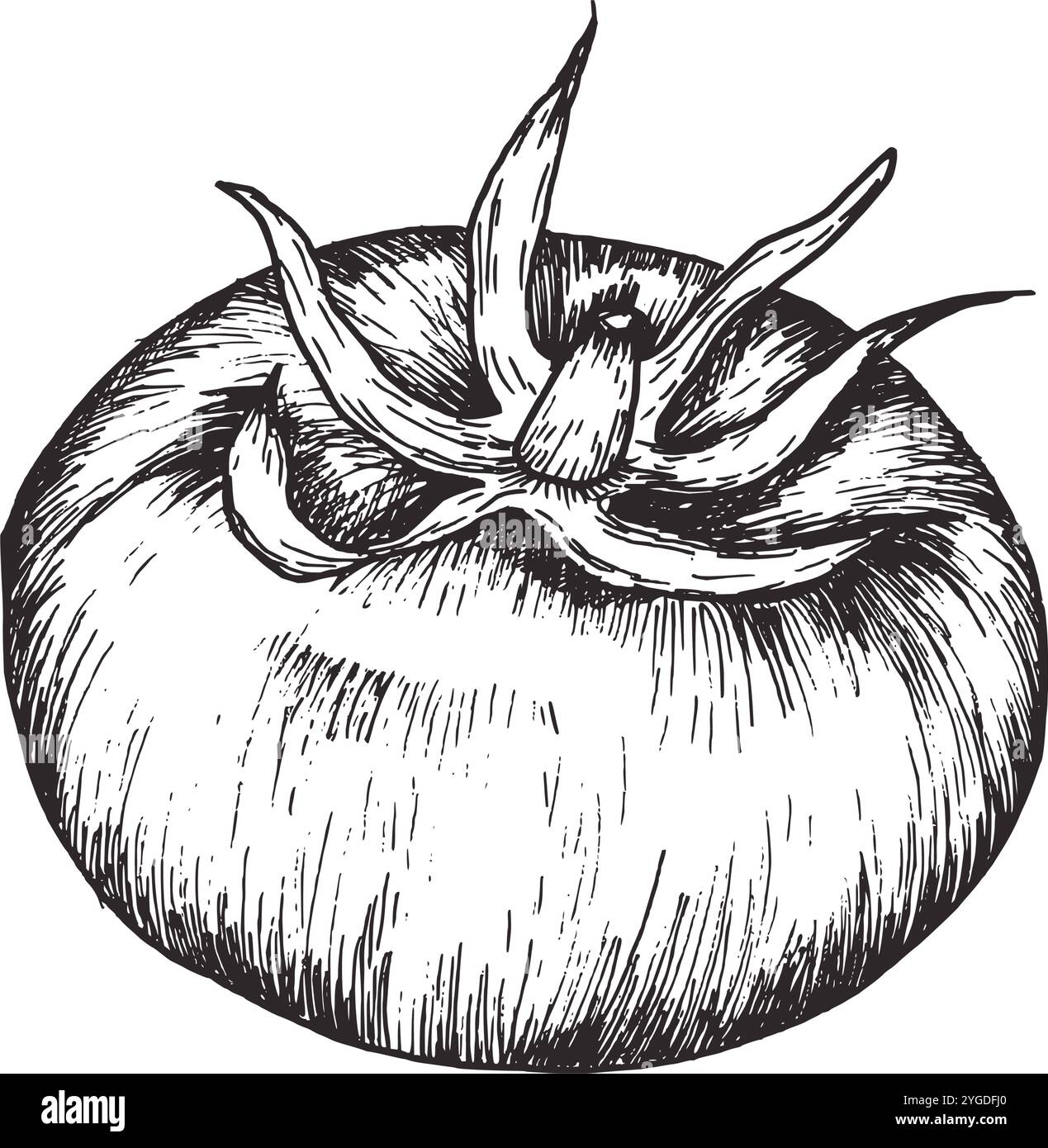 Fresh tomato ink hand drawn graphics. Vegetables clipart in outline ...