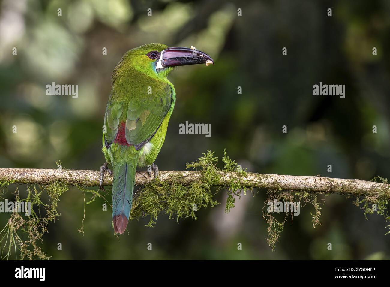 Crimson-rumped toucanet (Aulacorhynchus haematopygus), Mindo Forest ...