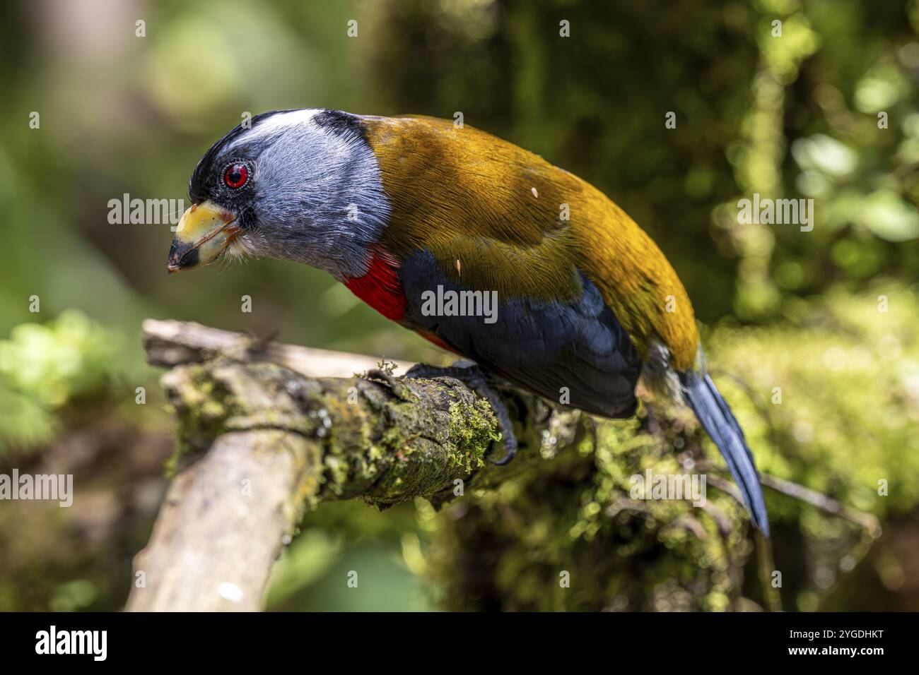 Toucan barbet (Semnornis ramphastinus), Mindo Forest Reserve, Mindo ...