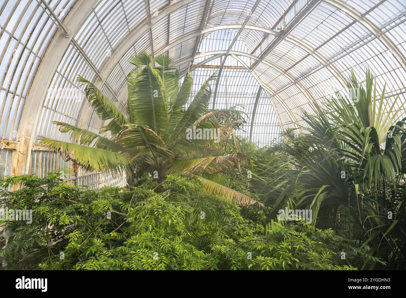 Lush tropical vegetation, Palm House, oldest Victorian greenhouse in ...