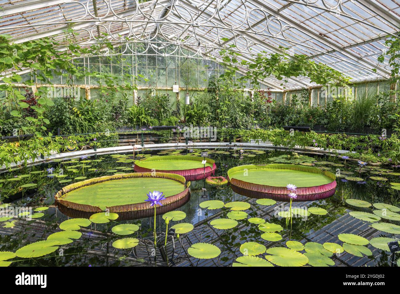 Pond in greenhouse with large water lily pads and blooming flowers ...