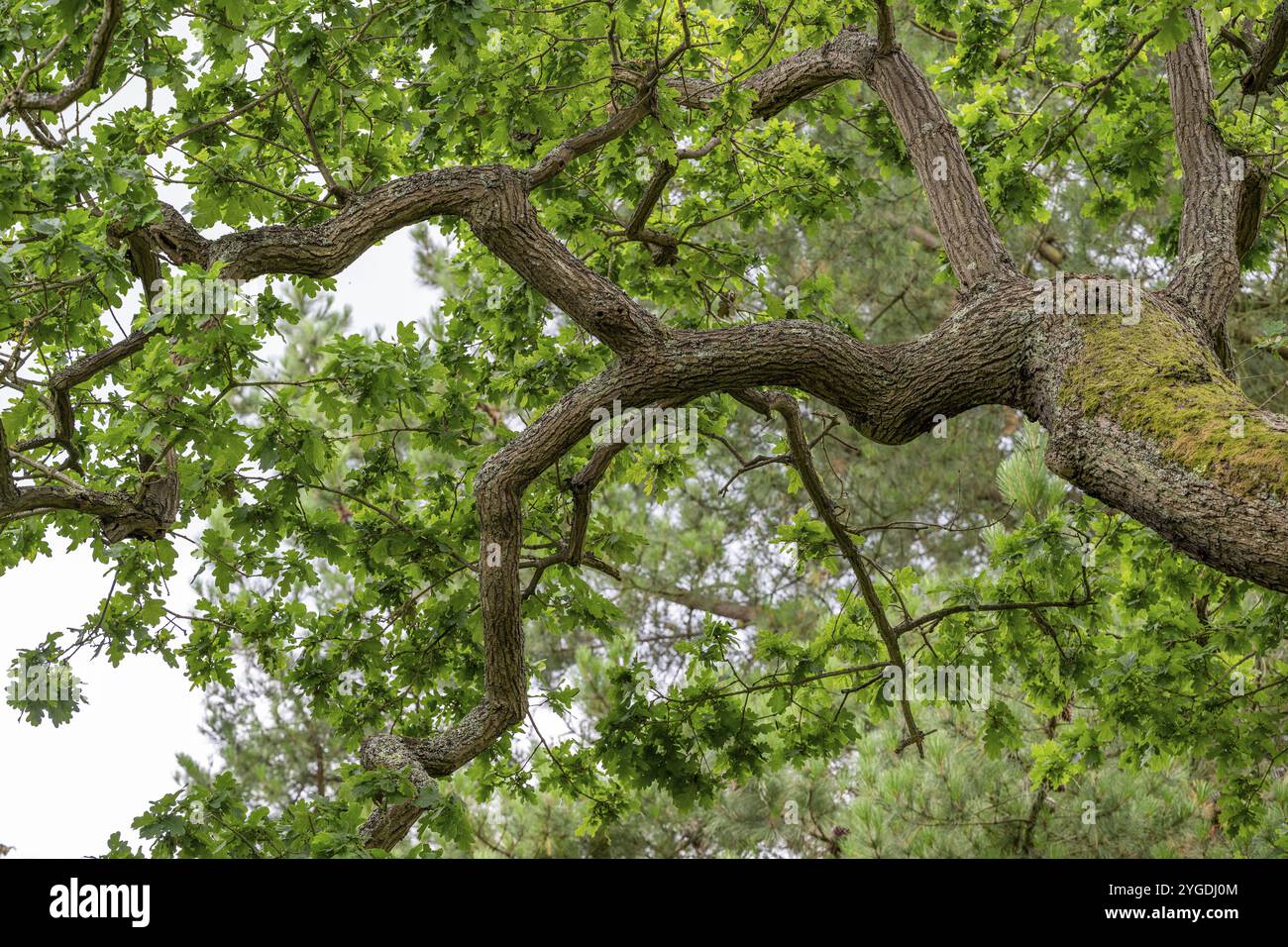 Old world tree frog hi-res stock photography and images - Alamy
