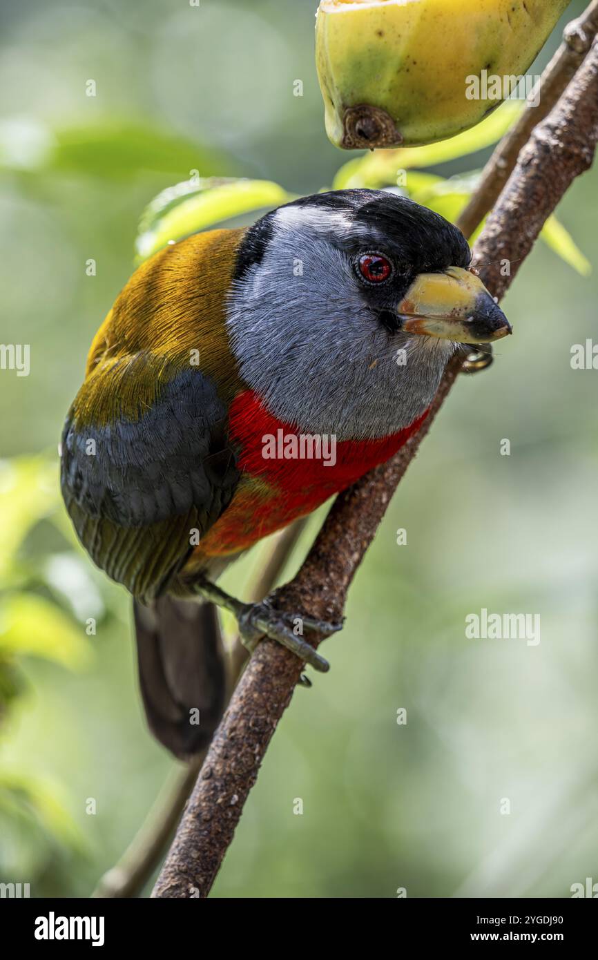 Toucan barbet (Semnornis ramphastinus), Mindo Forest Reserve, Mindo ...