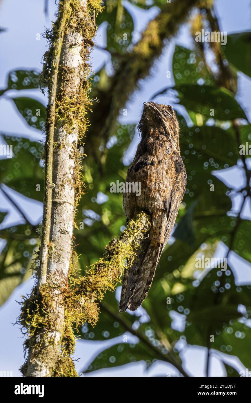 Common potoo (Nyctibius griseus), Mindo Forest Reserve, Mindo, Ecuador ...