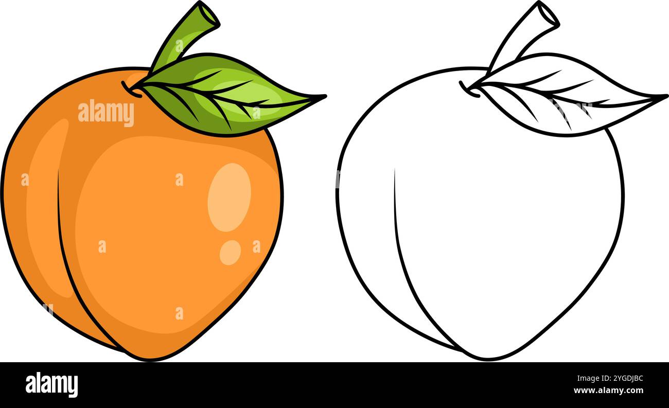 Apricot fruit collection. Isolated outline stroke, line and color ...