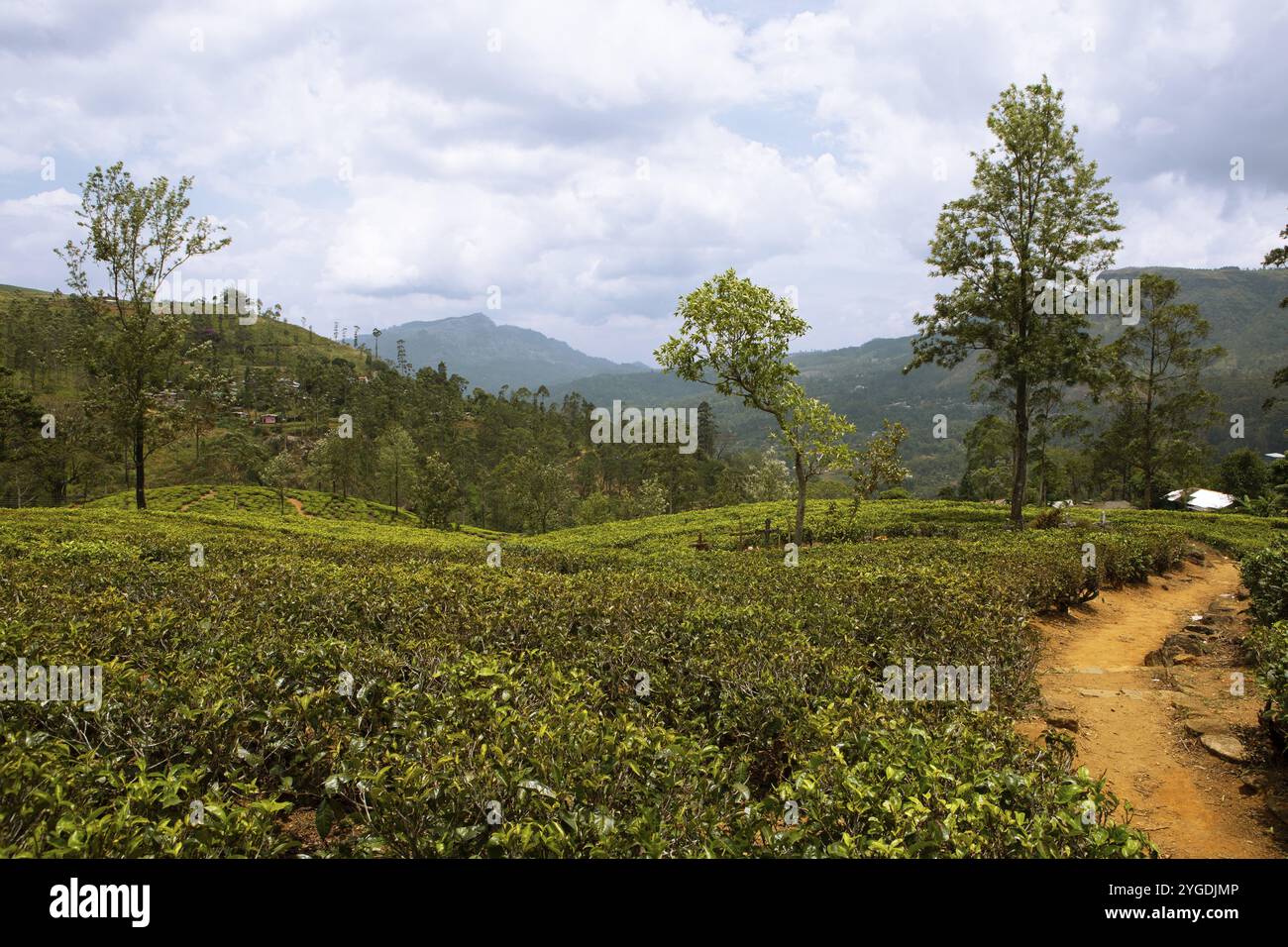 Tea plantation in Ramboda, Nuwara Eliya, Central Province, Sri Lanka ...