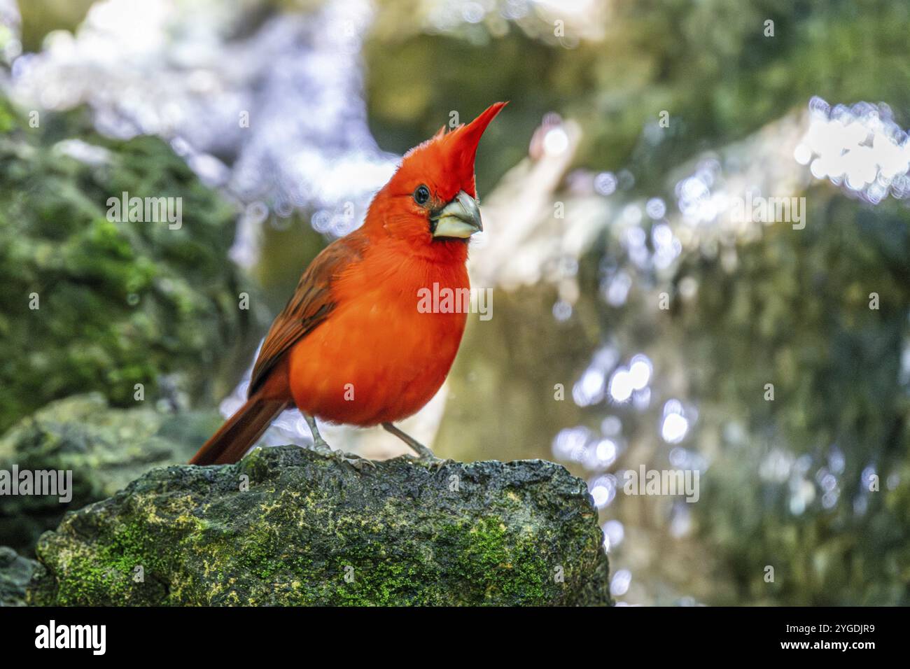 Vermilion cardinal (Cardinalis phoeniceus), Aviario Nacional de ...