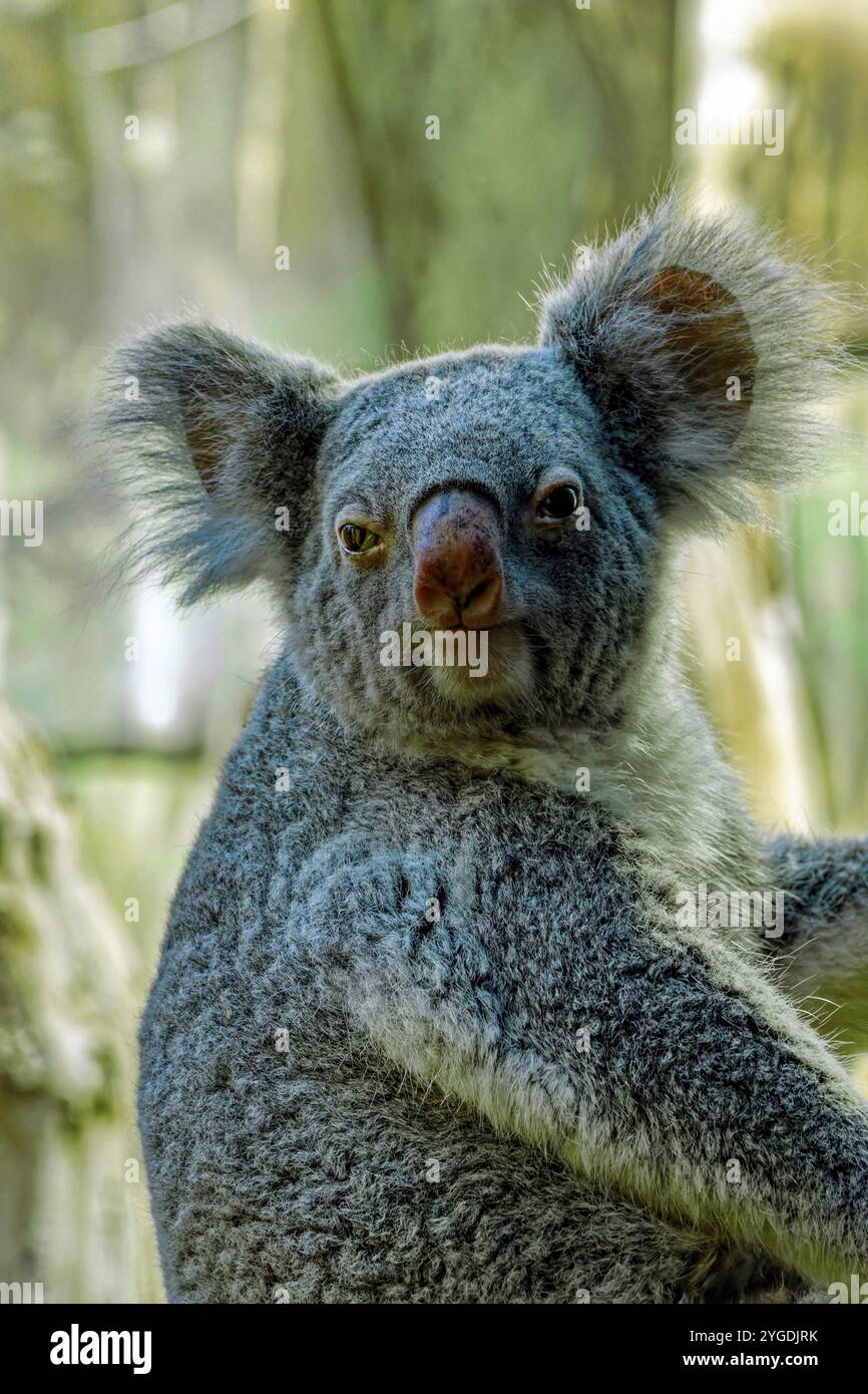 Animal portrait, koala (Phascolarctos cinereus), marsupial mammal ...