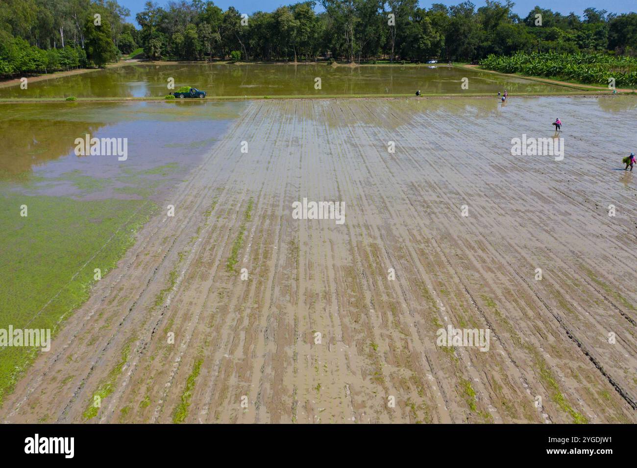 wild angle rice paddy field from drone camera, shoot in between Asian ...