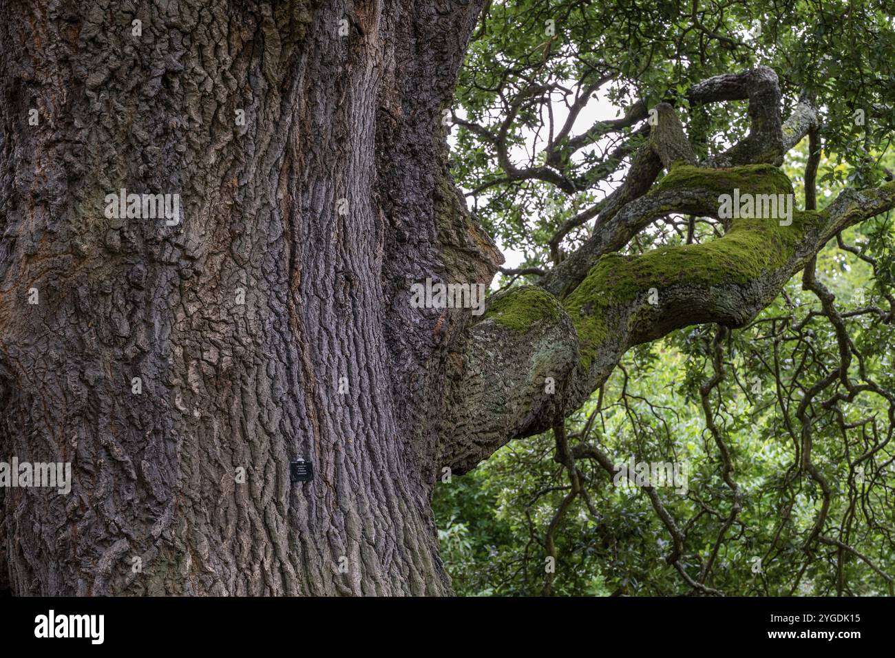 Old oak (Quercus) with mighty trunk and moss-covered branches, Royal ...