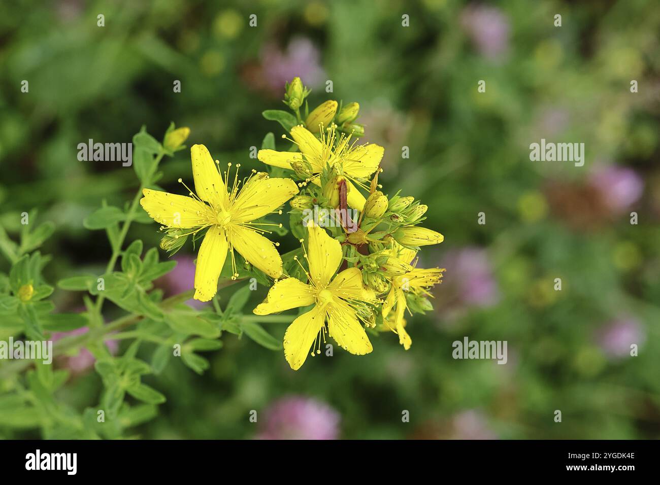Common St John's wort (Hypericum perforatum), spotted St John's wort or ...