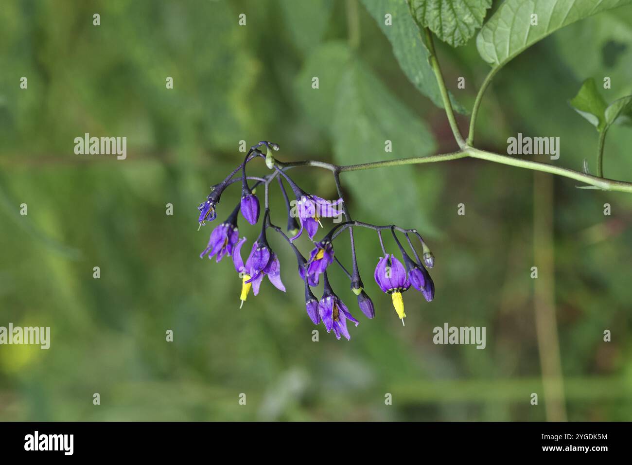 Bittersweet nightshade (Solanum dulcamara), bitter nightshade, blue ...