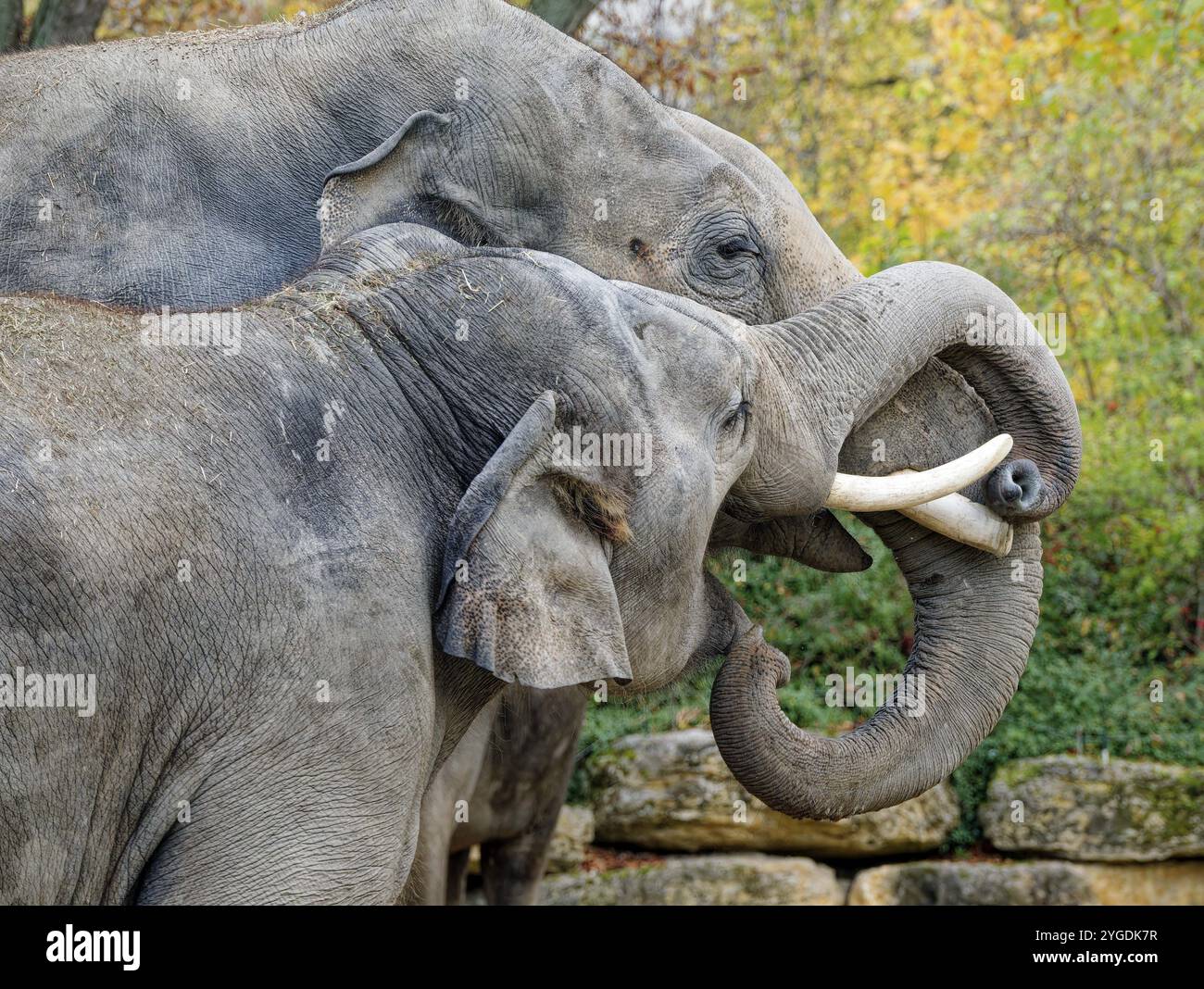 Asian elephant (Elephas maximus), male, bull elephant, in a playful ...