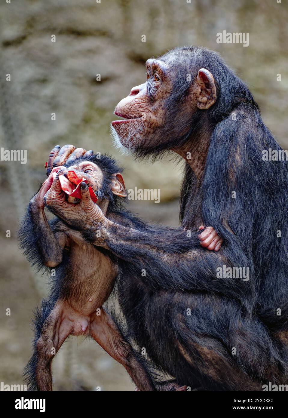 Animal portrait, Western chimpanzee (Pan troglodytes verus) playing ...