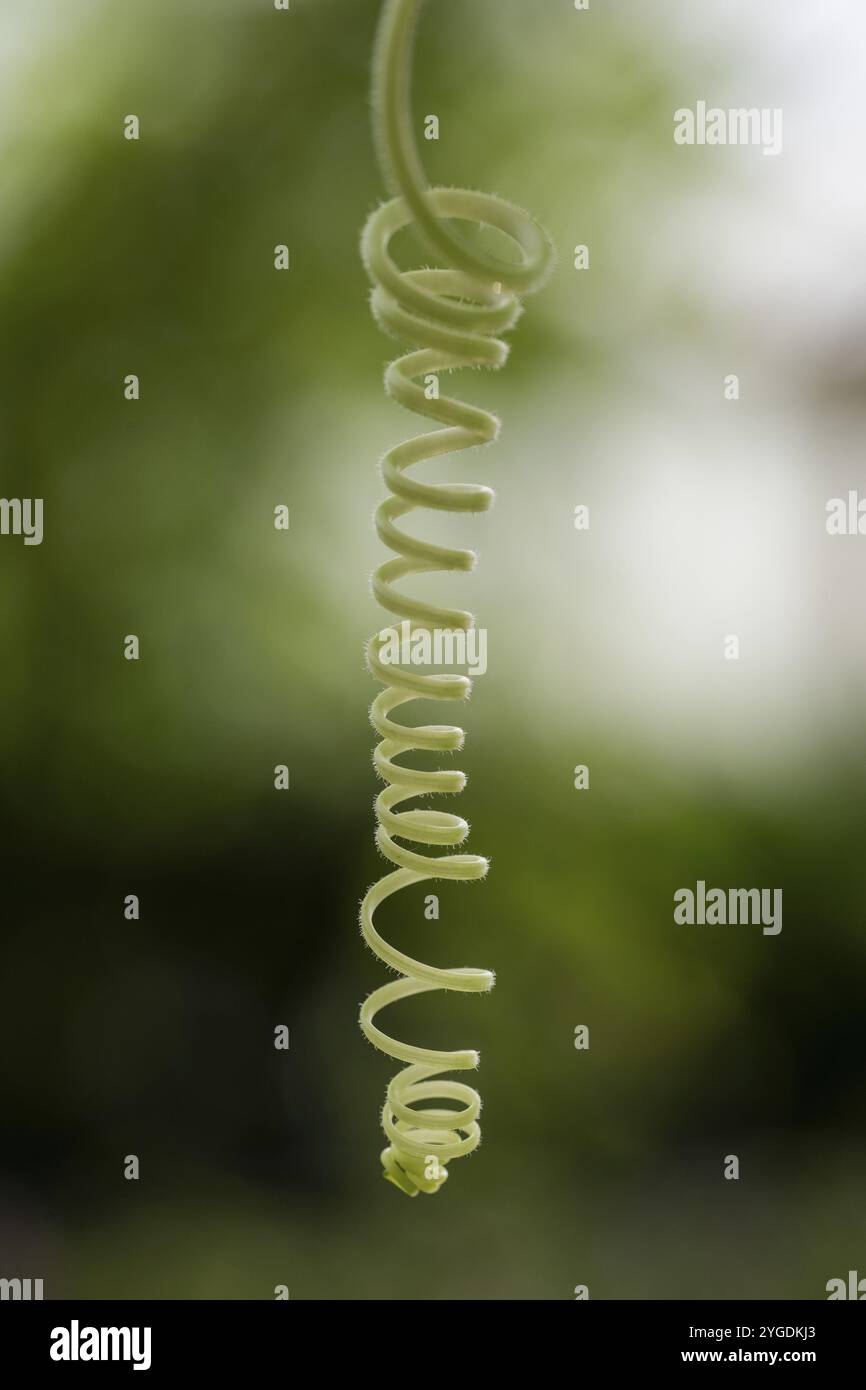 Macro photograph of a spiral plant tendril, Giant Waterlily House ...