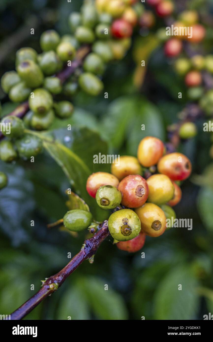 Coffea arabica fruit, Cocora Valley, Salento, Quindio, Colombia, South ...
