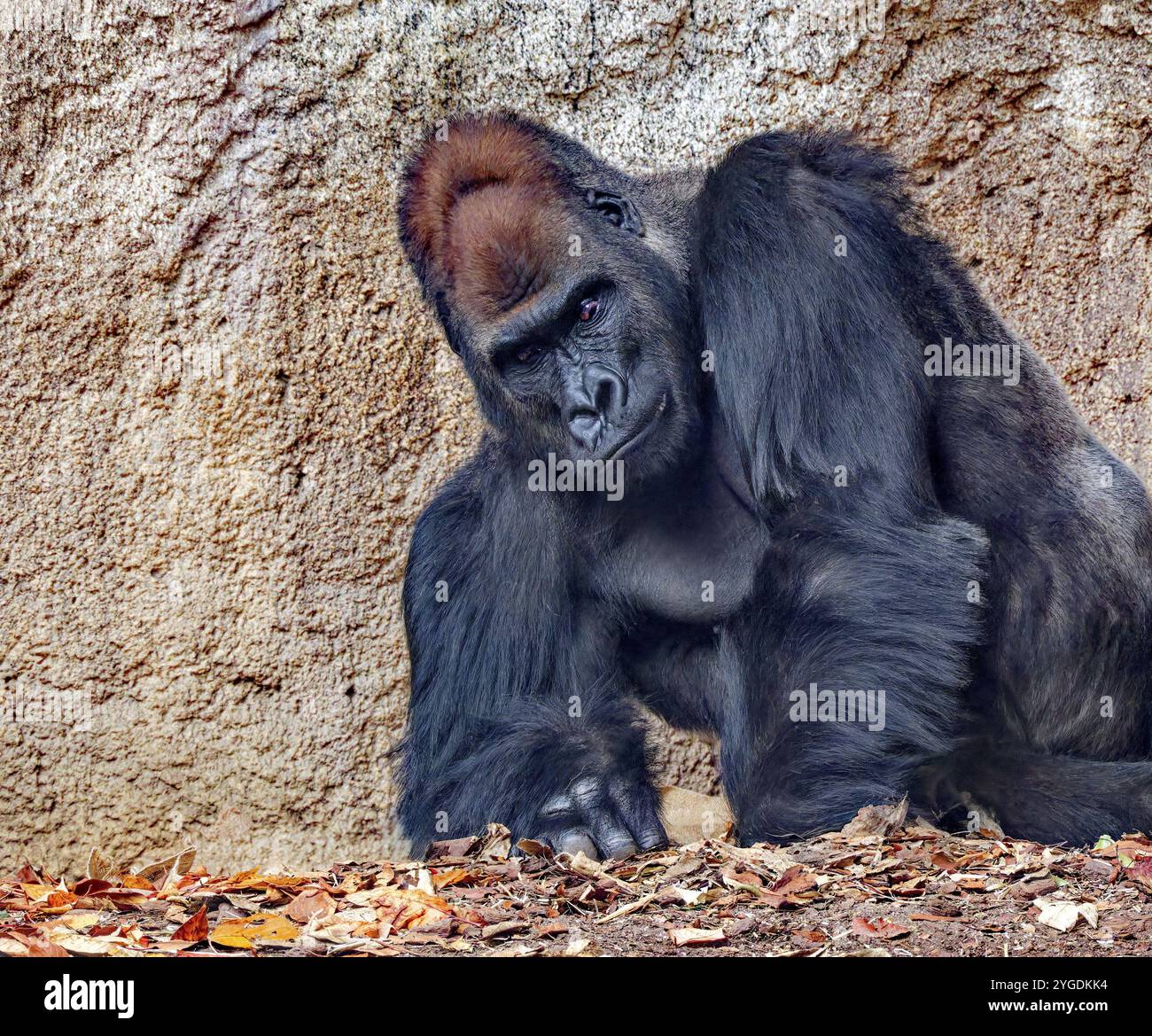 Guinea congo hi-res stock photography and images - Alamy