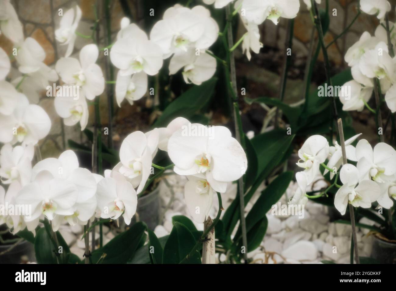Lush arrangement of elegant orchids hi-res stock photography and images ...