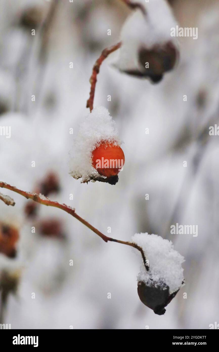 Fruits snow hi-res stock photography and images - Alamy