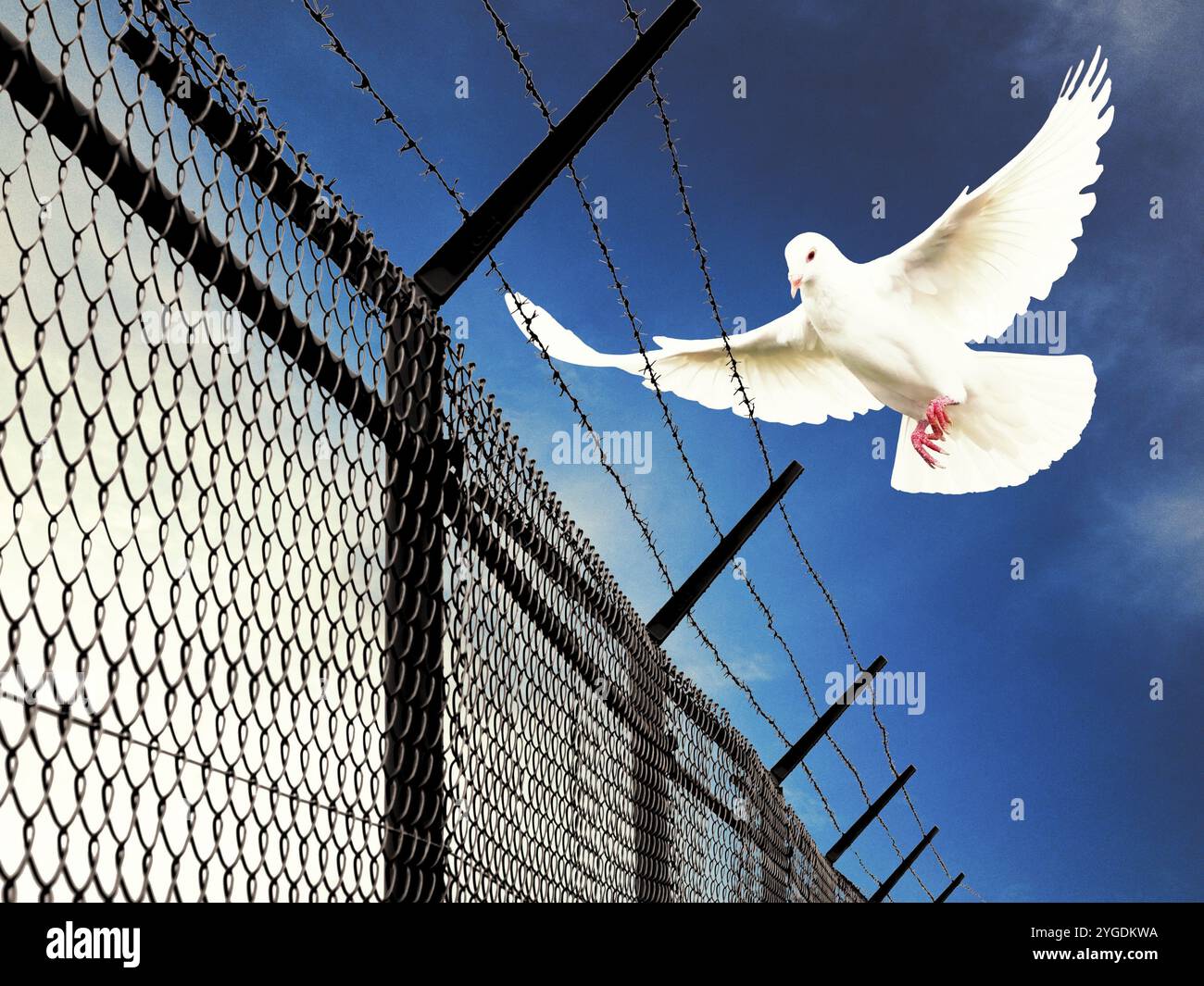 Symbolic image, dove of peace, peoples, international understanding ...