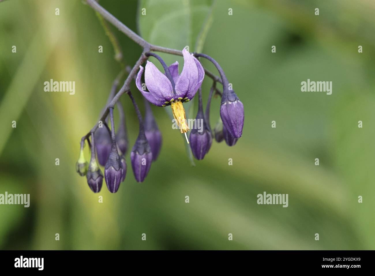 Bittersweet nightshade (Solanum dulcamara), bitter nightshade, blue ...