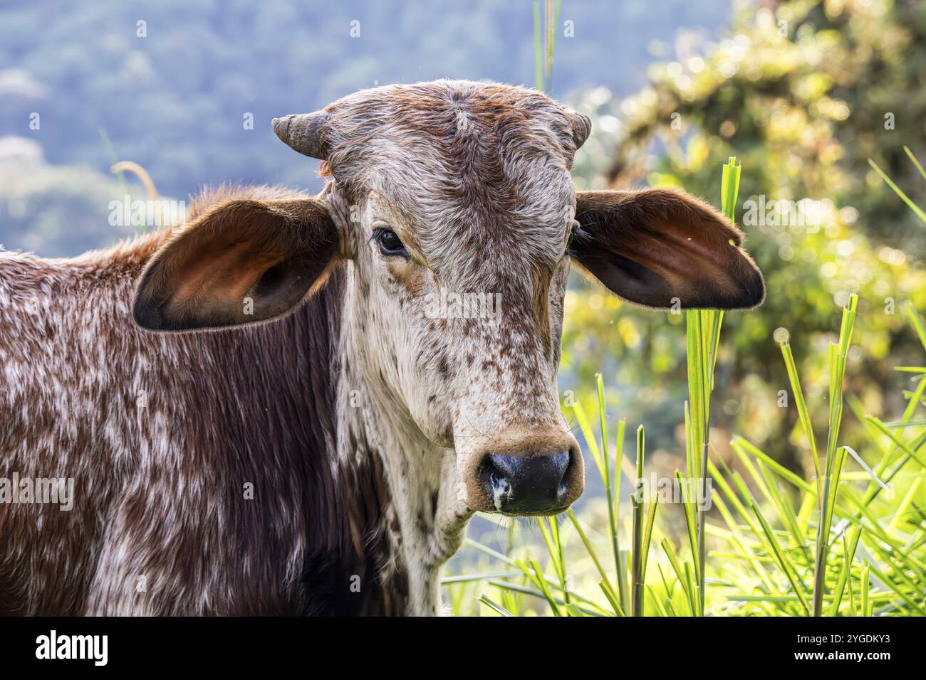 American Brahman (Bos primigenius indicus), Mindo Forest Reserve, Mindo ...