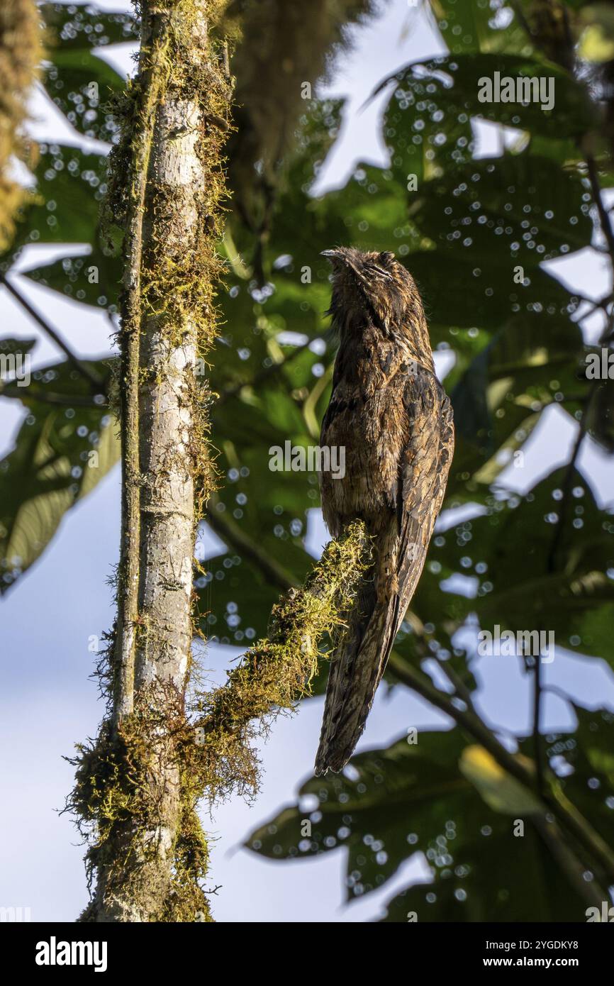 Lesser potoos hi-res stock photography and images - Alamy