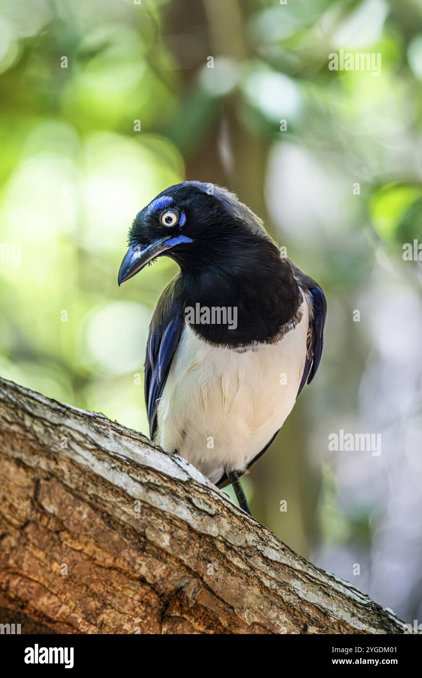 Black chested jay (Cyanocorax affinis), Aviario Nacional de Colombia ...