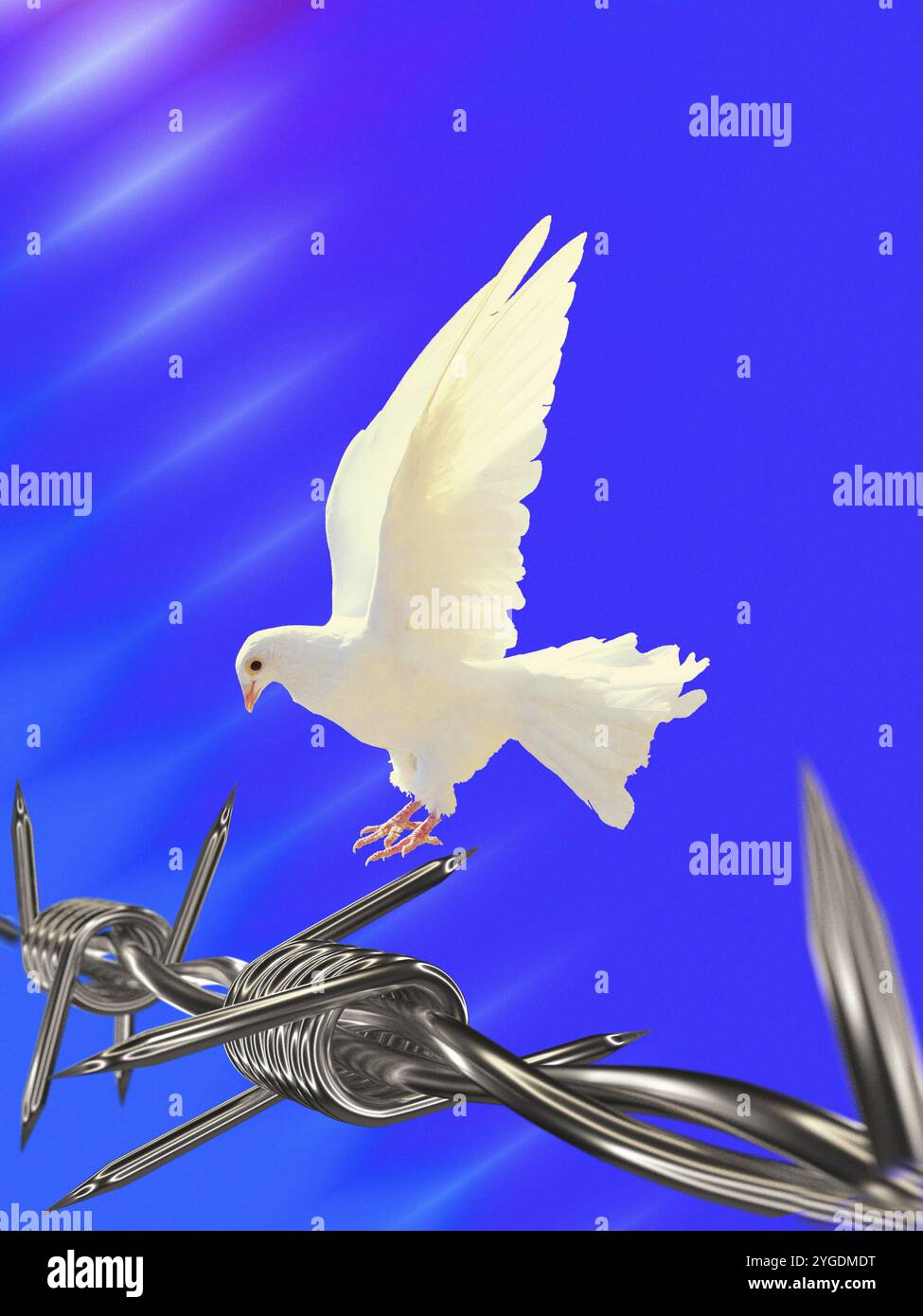 Symbolic image, dove of peace, peoples, international understanding ...