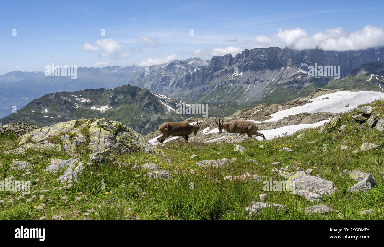 Alpine habitat animals wildlife hi-res stock photography and images - Alamy