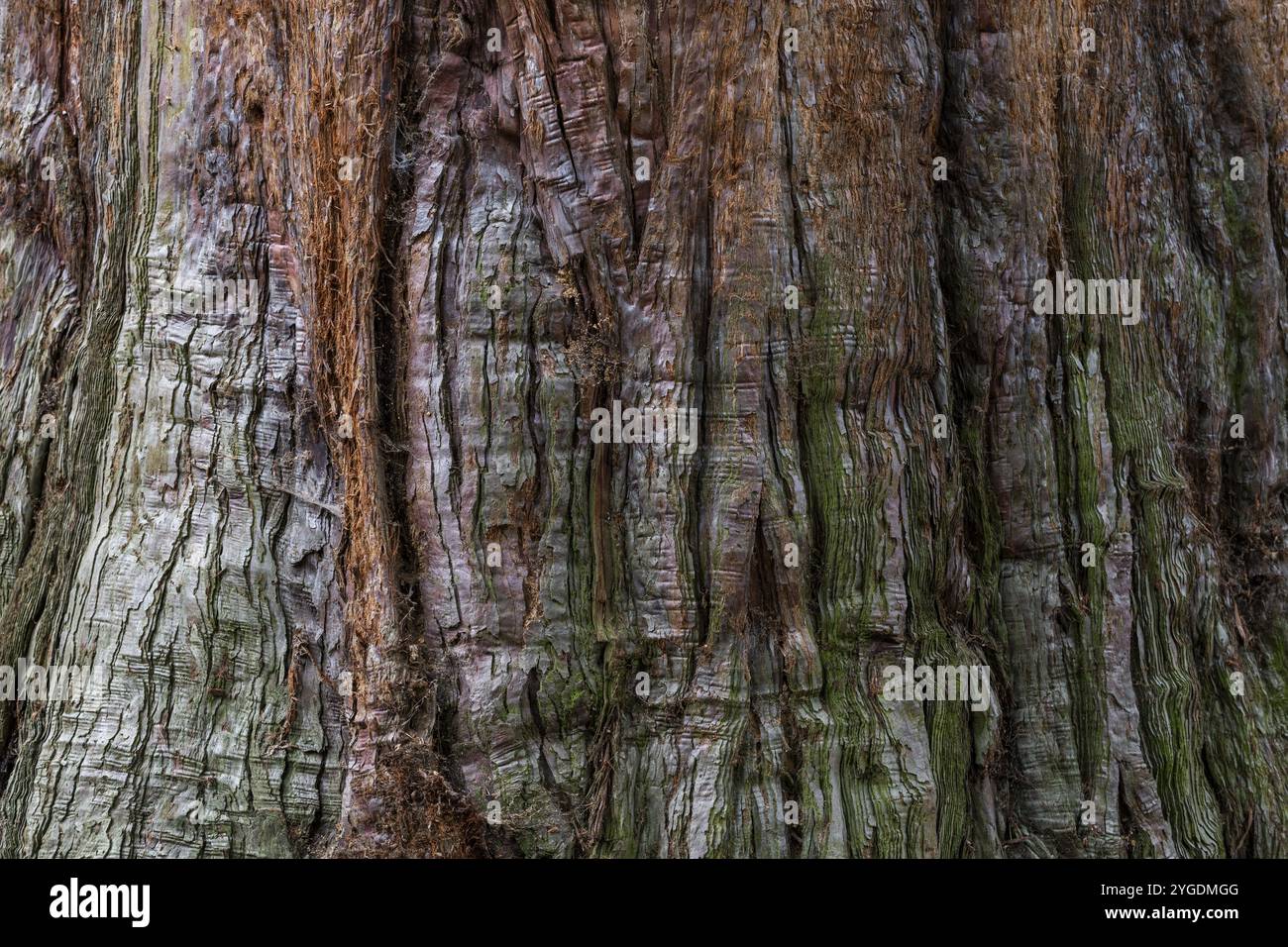 Cedar nobody plants tree hi-res stock photography and images - Alamy