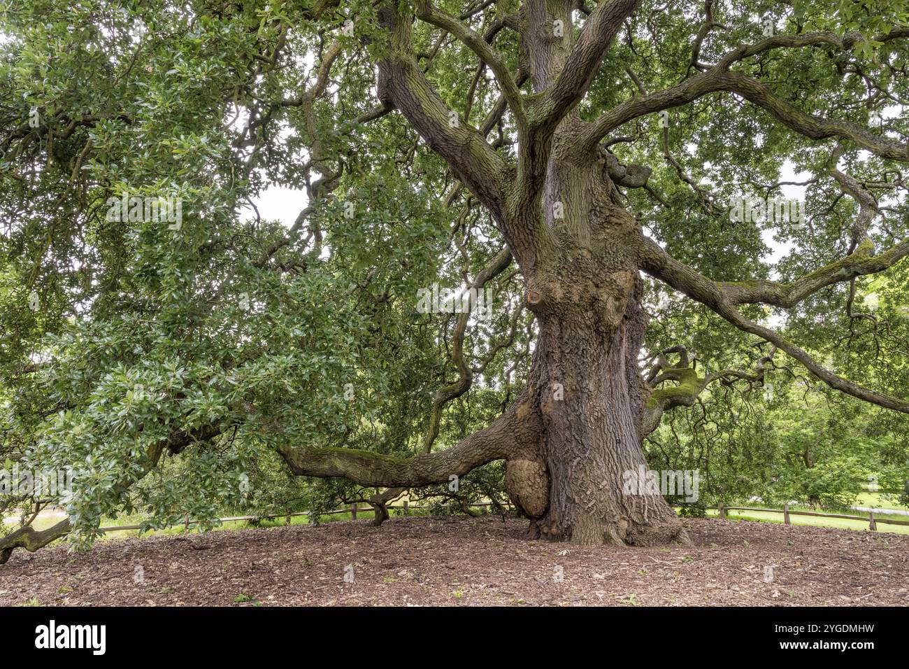 Old oak (Quercus) with mighty trunk and moss-covered branches, Royal ...