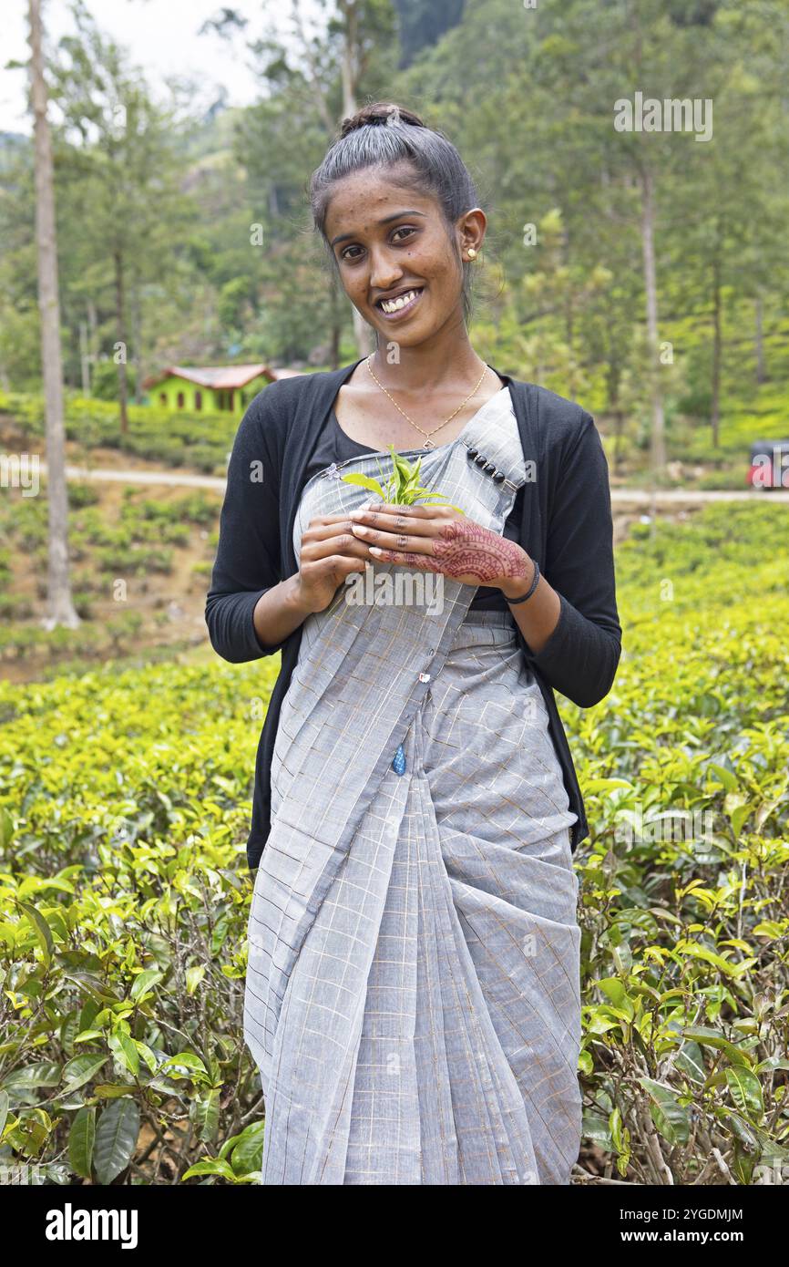 Sri Lankan woman, 22 years old, with tea in hand on a tea plantation ...
