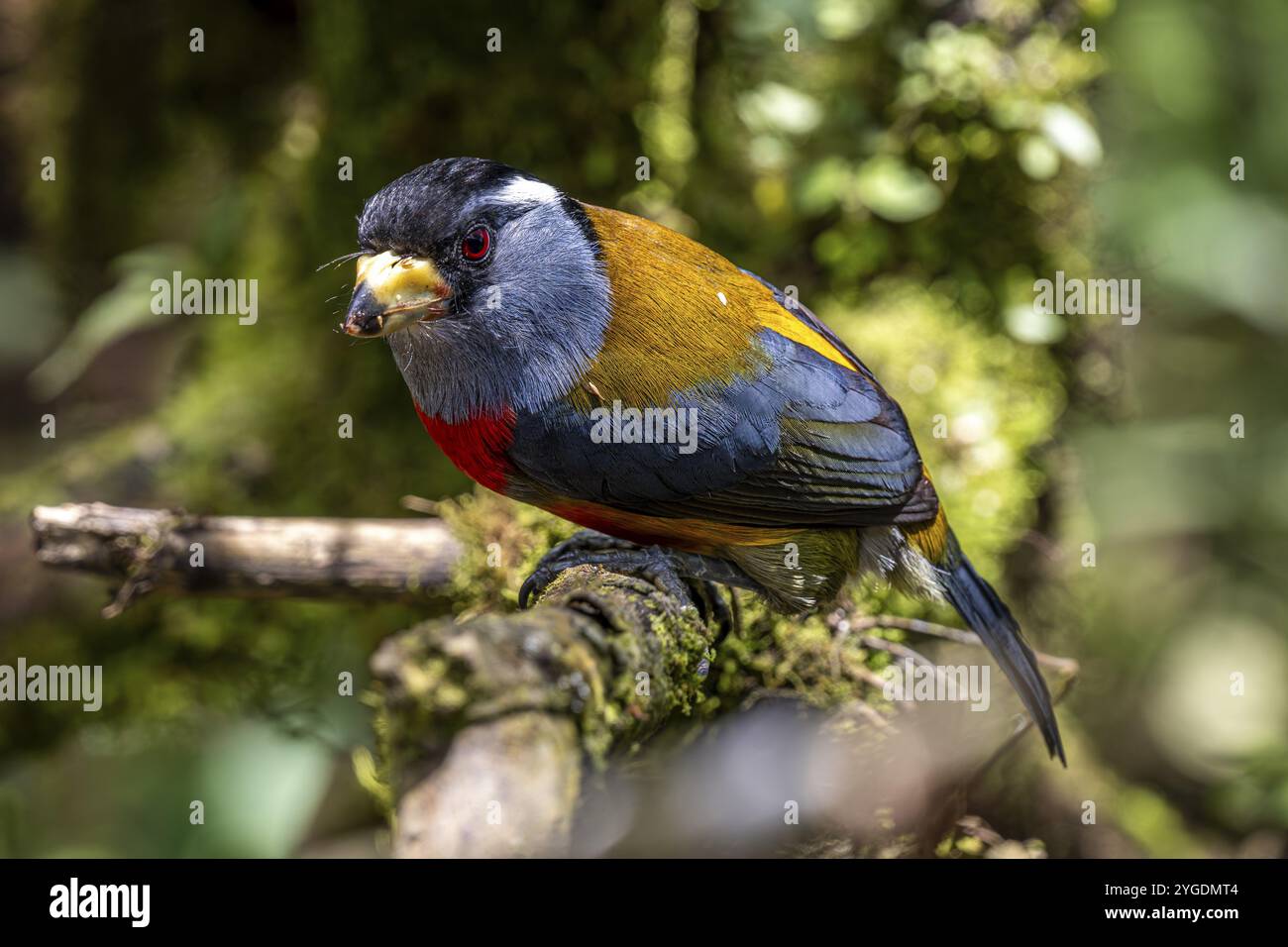 Toucan barbet (Semnornis ramphastinus), Mindo Forest Reserve, Mindo ...
