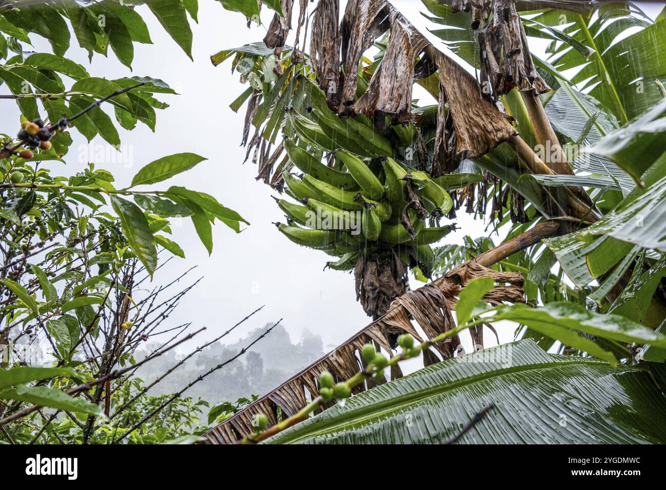 Banana tree, Cocora Valley, Salento, Quindio, Colombia, South America ...
