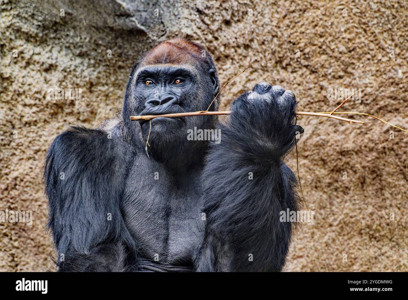 Western lowland gorilla (Gorilla gorilla gorilla), animal portrait ...