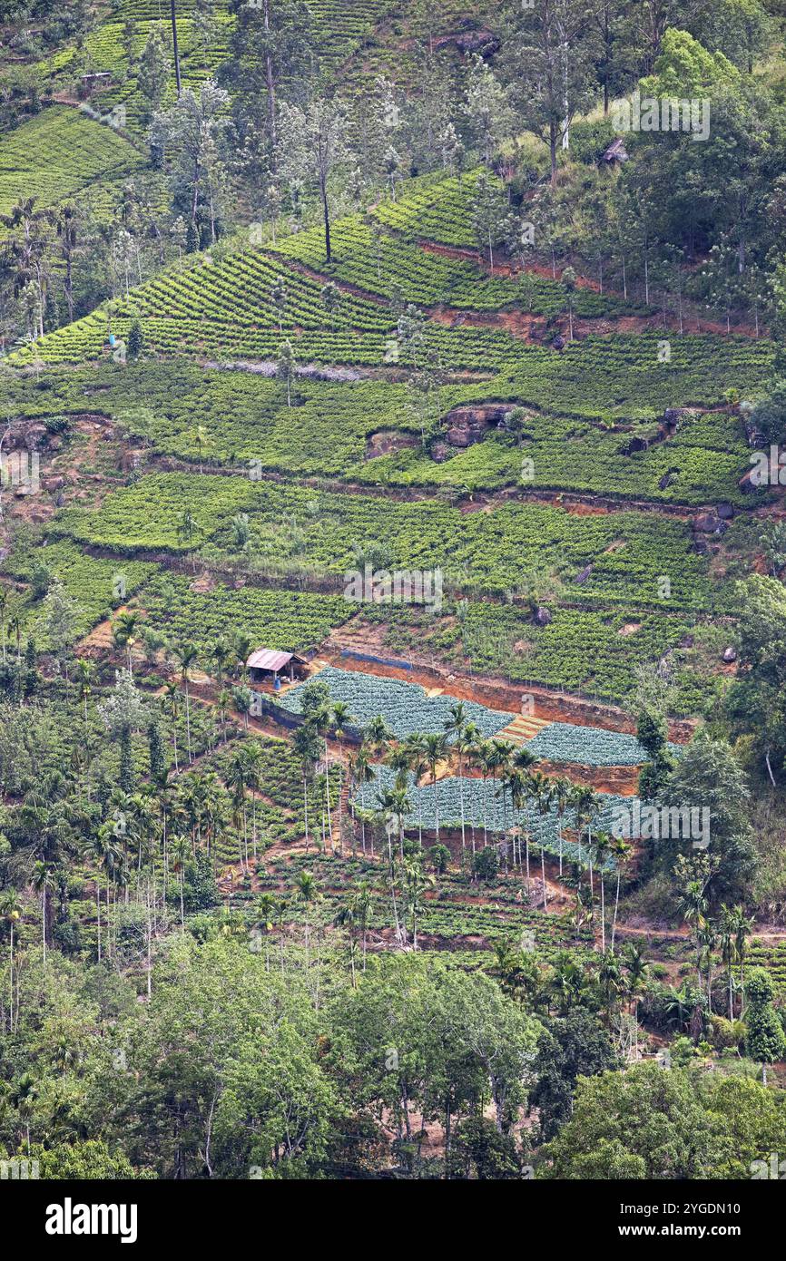 Tea plantation in Ramboda, Nuwara Eliya, Central Province, Sri Lanka ...