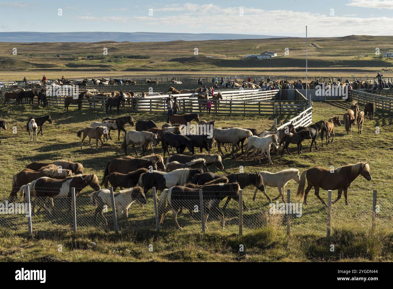 Icelandic horses (Equus islandicus) being sorted by owner in a pen ...