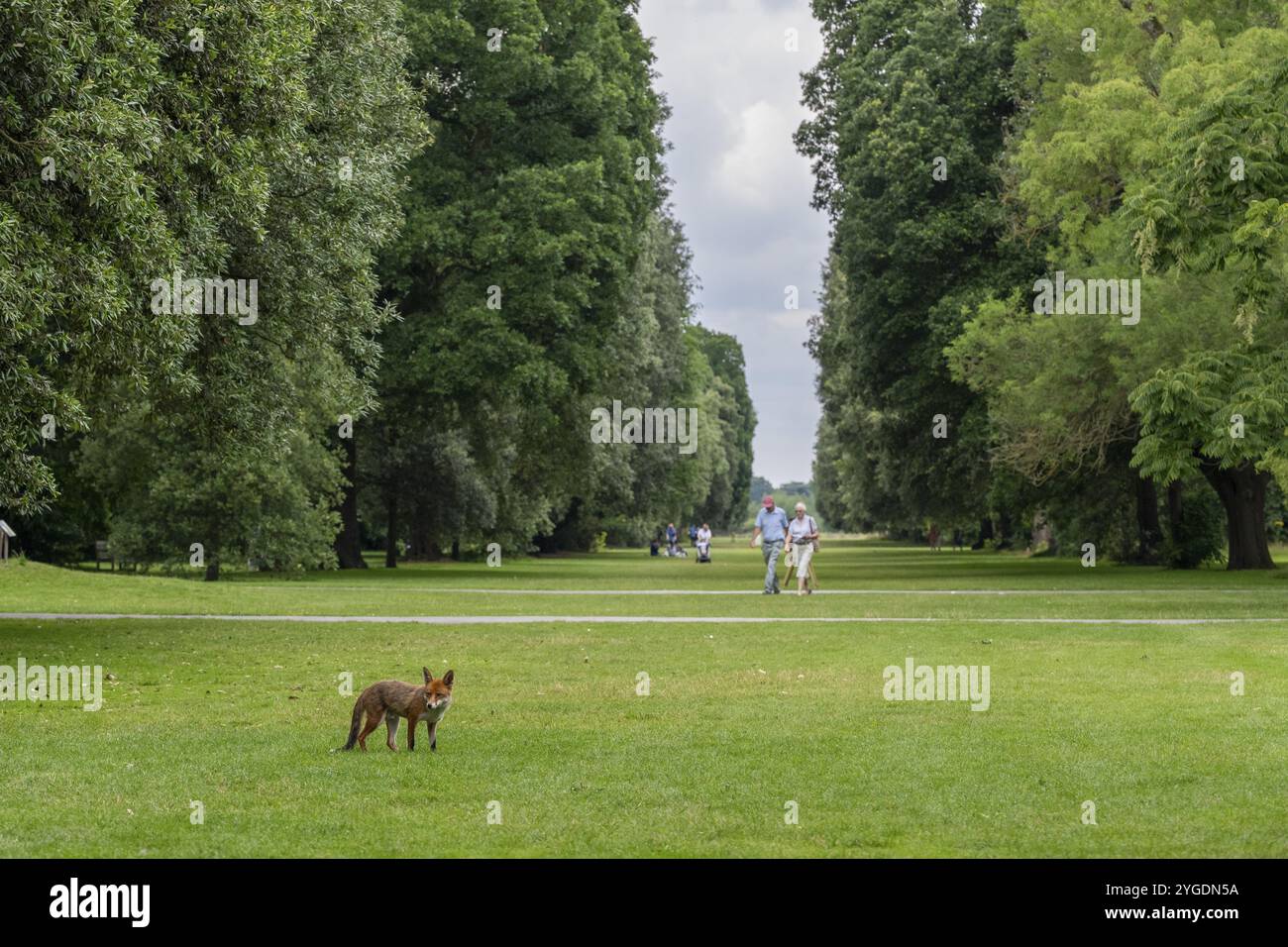 Red fox (Vulpes vulpes) standing on a large meadow in a park, walkers ...