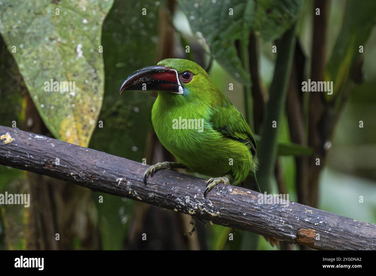 Crimson-rumped toucanet (Aulacorhynchus haematopygus), Mindo Forest ...