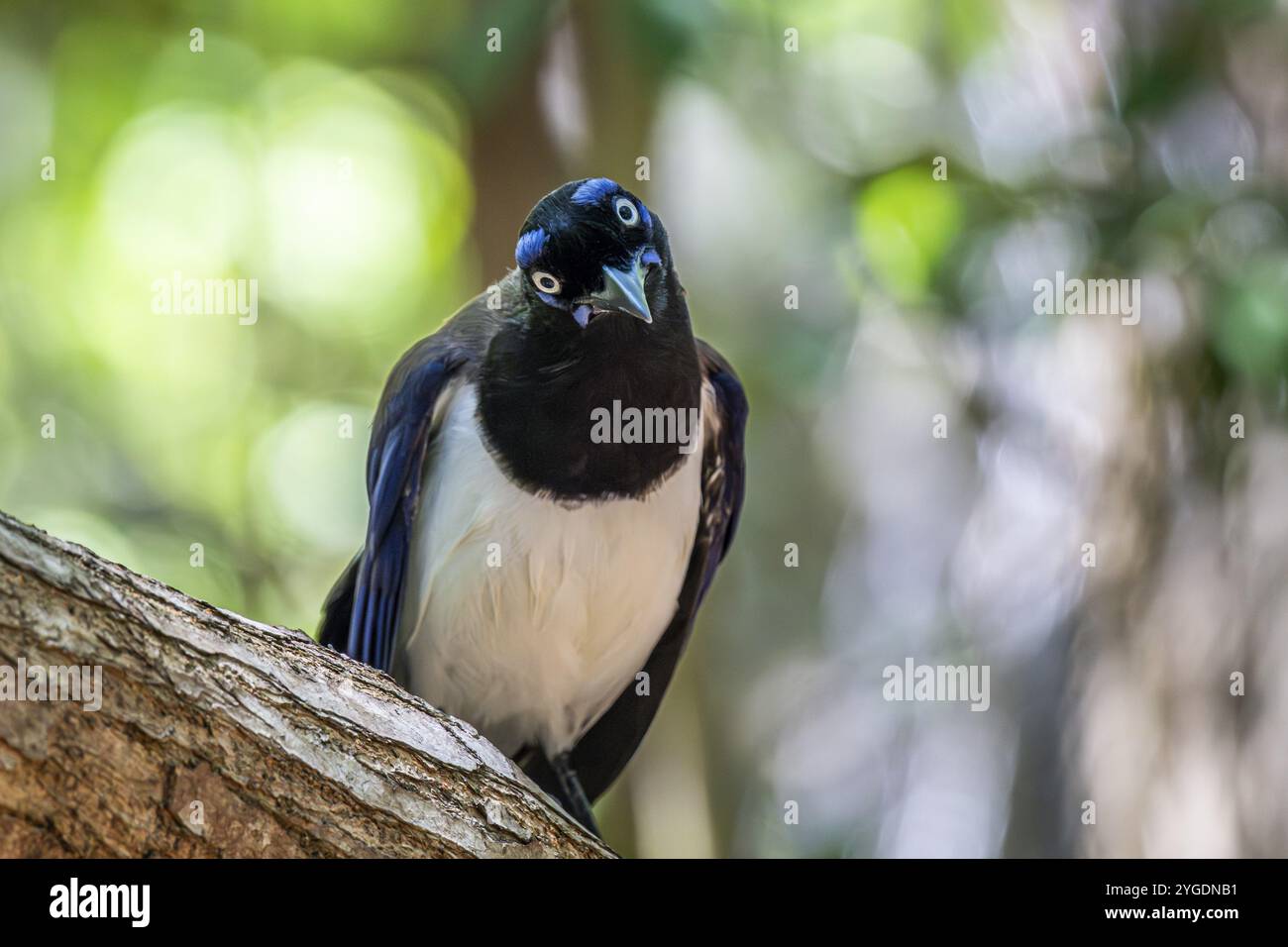 Black chested jay (Cyanocorax affinis), Aviario Nacional de Colombia ...
