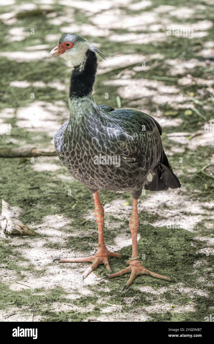 Northern screamer (Chauna chavaria), Aviario Nacional de Colombia, Via ...