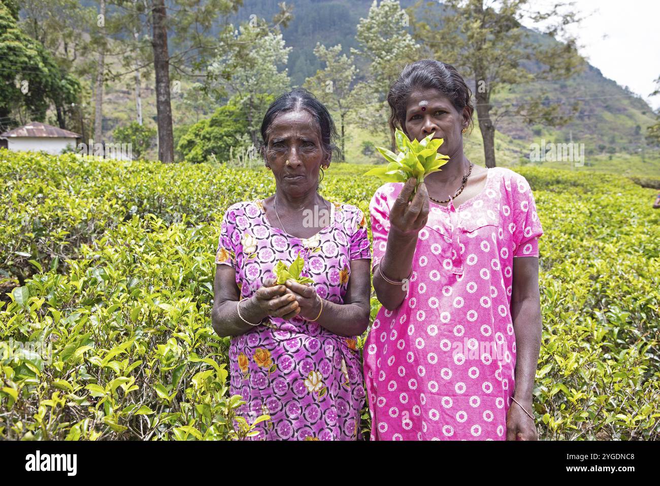 Sri Lankan woman holding tea on a tea plantation, Ramboda, Nuwara Eliya ...