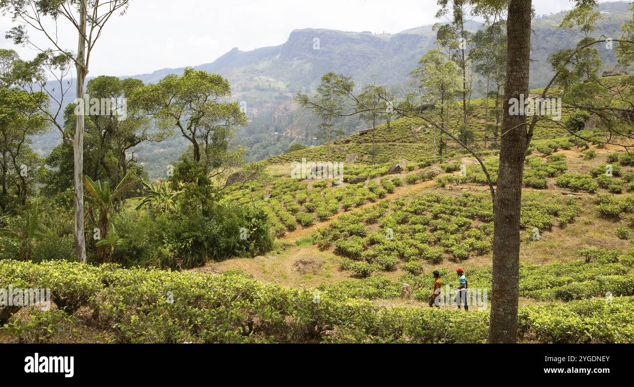 Tea plantation in Ramboda, Nuwara Eliya, Central Province, Sri Lanka ...